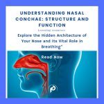 Understanding Nasal Conchae: Structure and Function Uncategorized ...
