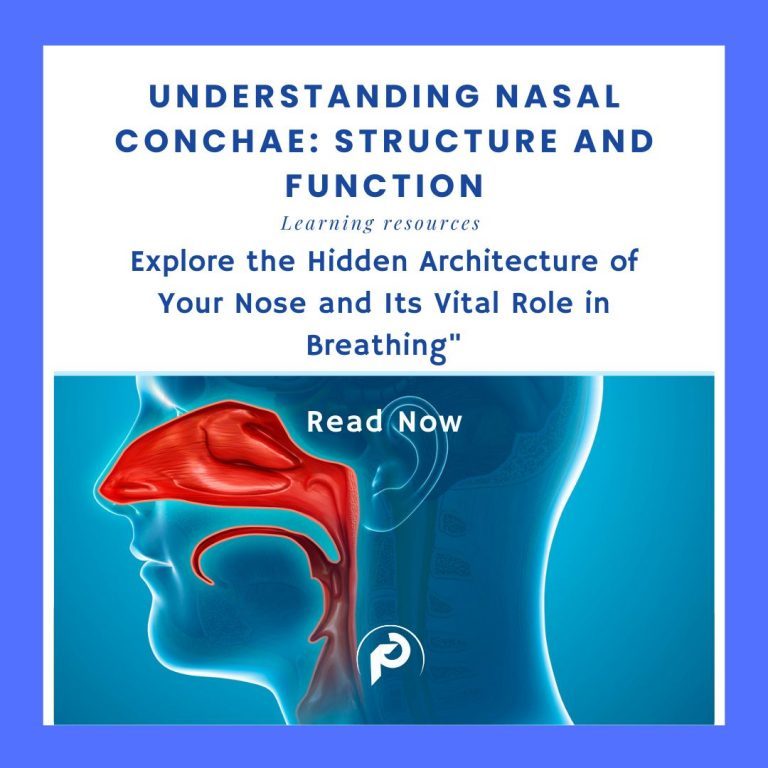 Understanding Nasal Conchae: Structure and Function Uncategorized ...