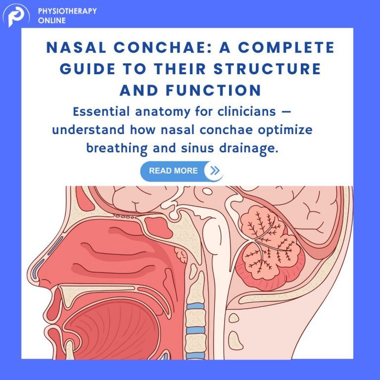 Nasal Conchae (Turbinates): A Complete Guide to Their Structure and ...